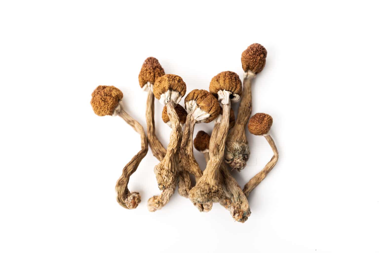 Psilocybin Mushroom Addiction Treatment in Illinois - Illinois Recovery ...